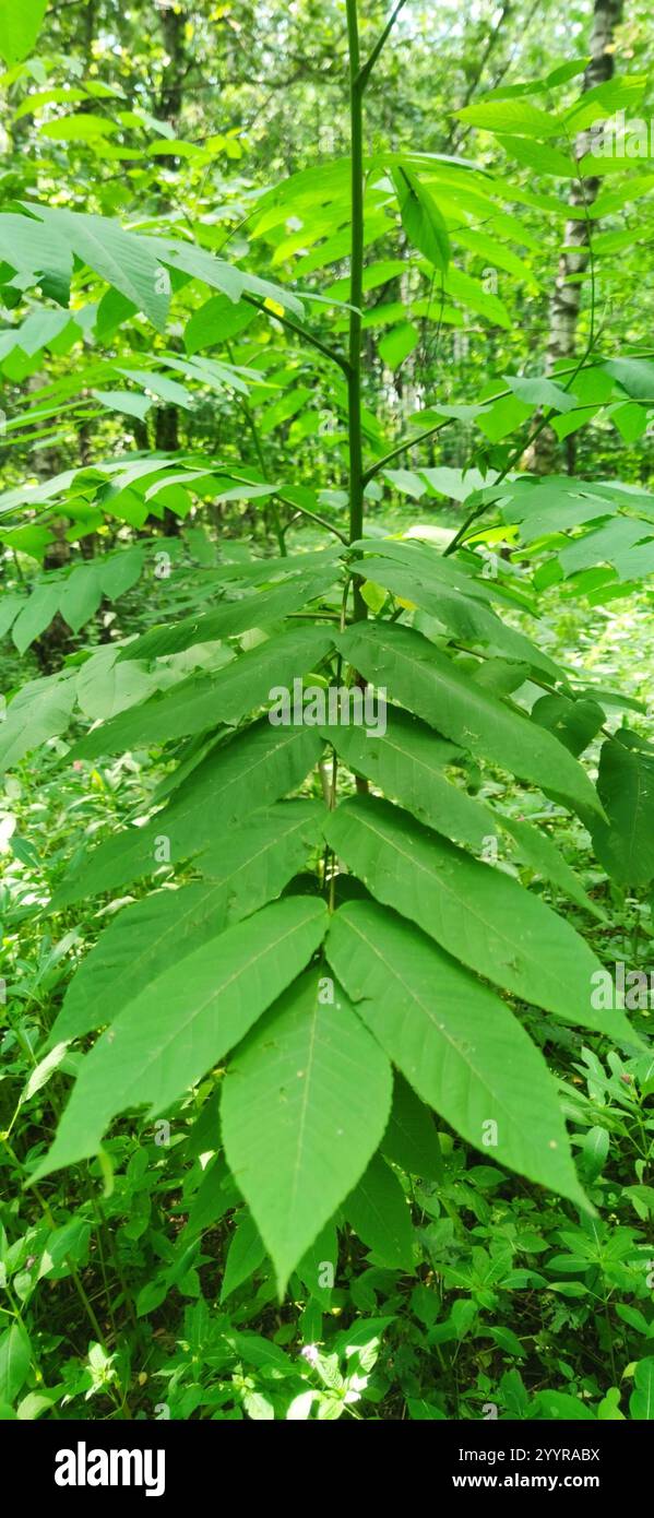 Manchurian walnut (Juglans mandshurica Stock Photo - Alamy
