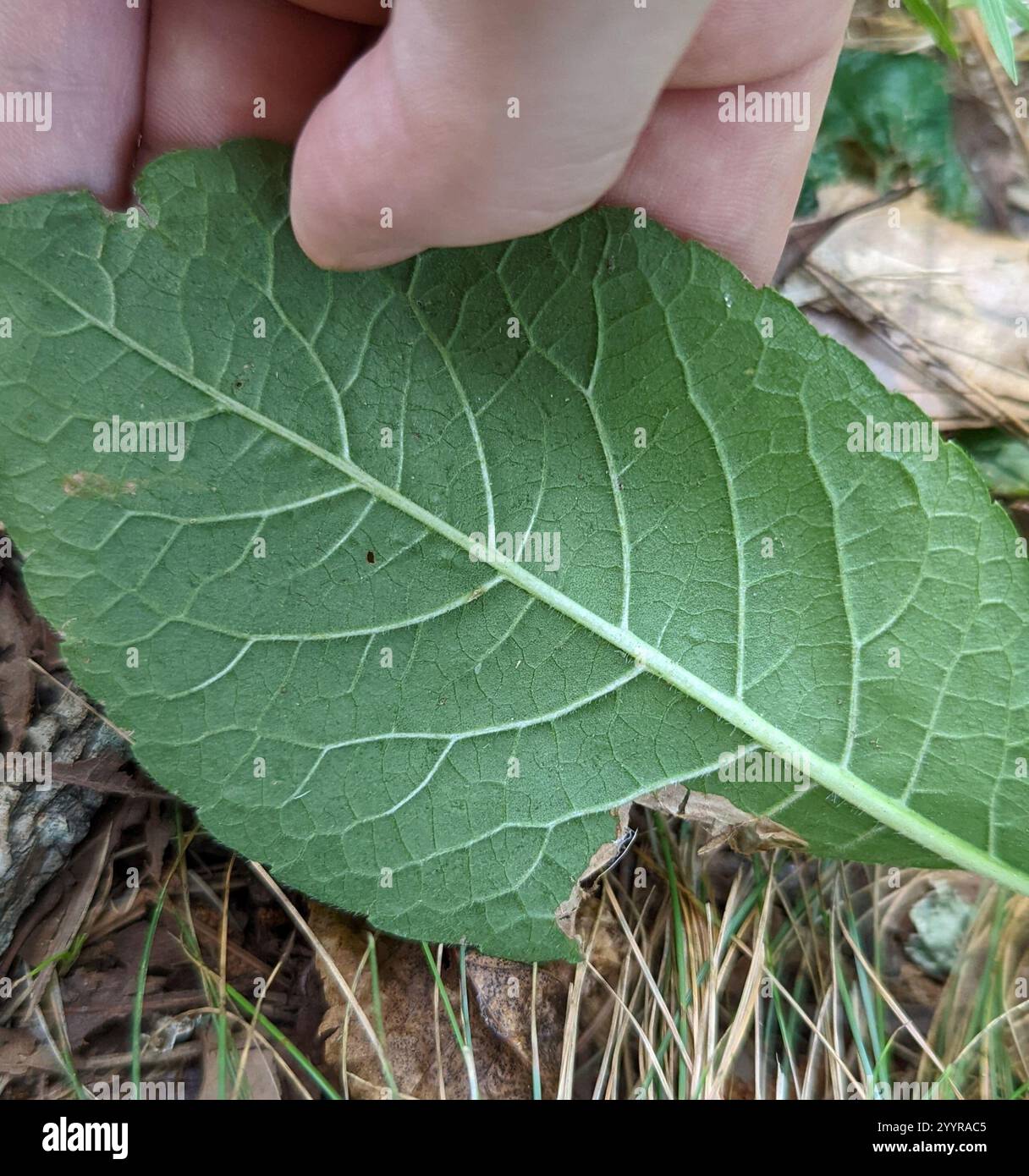 leafy elephant's-foot (Elephantopus carolinianus Stock Photo - Alamy