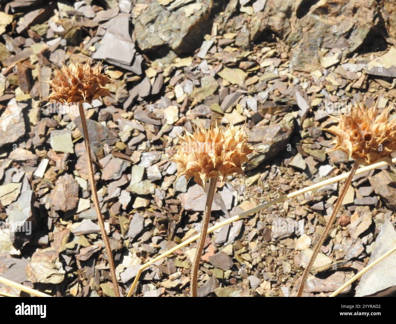 Chia (Salvia columbariae Stock Photo - Alamy