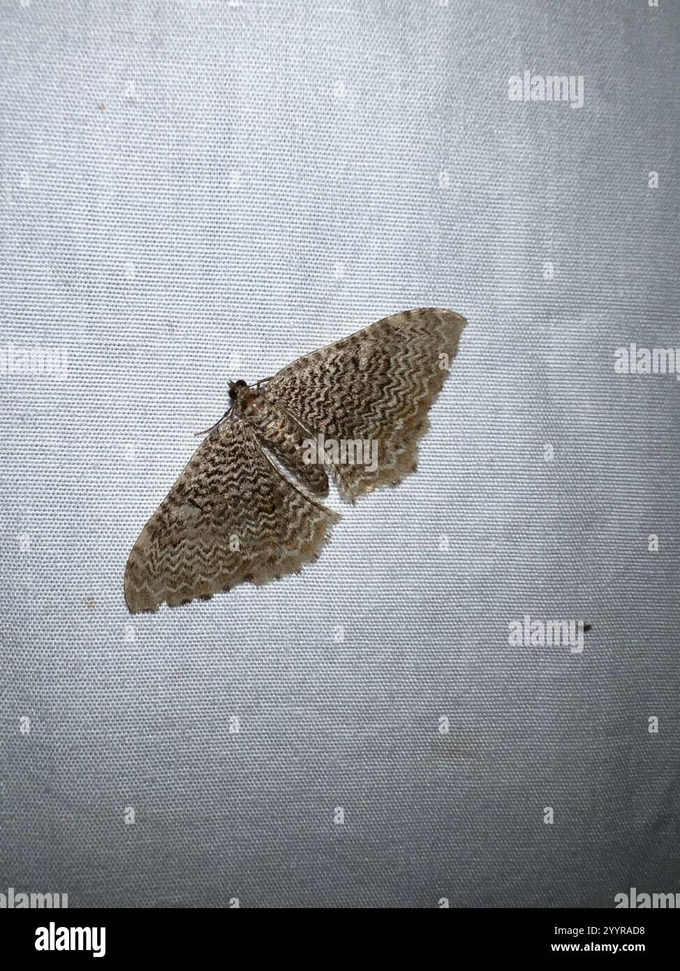 Scallop Shell Moths (Hydria undulata Stock Photo - Alamy