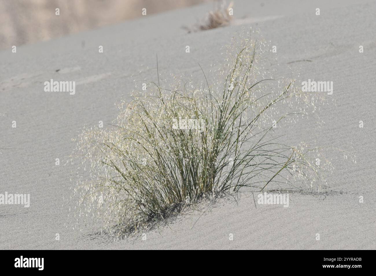 Sand Ricegrass (Eriocoma hymenoides Stock Photo - Alamy