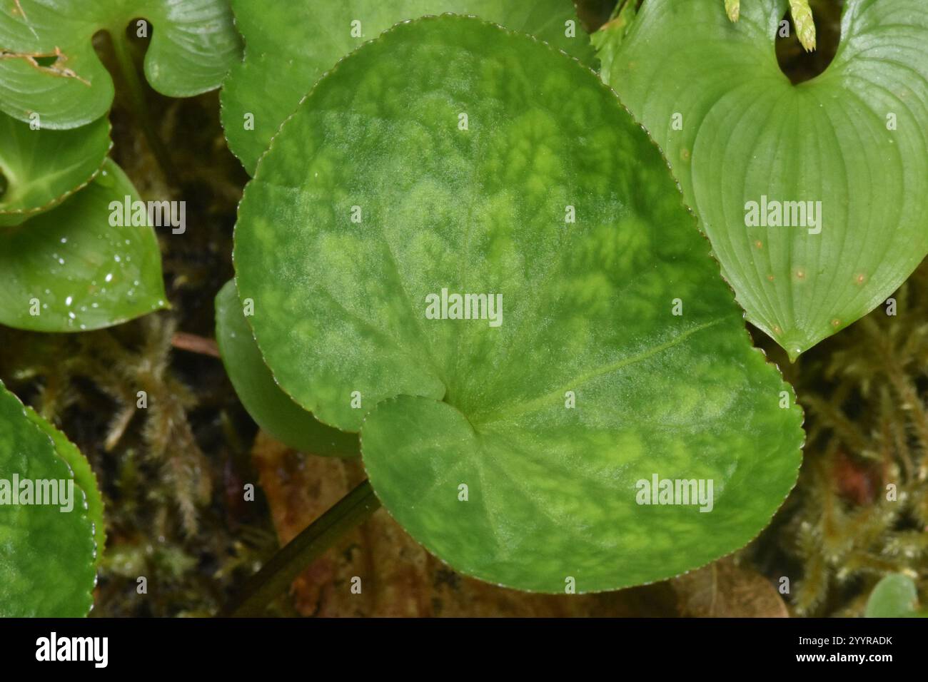 Deer-cabbage (Nephrophyllidium crista-galli Stock Photo - Alamy