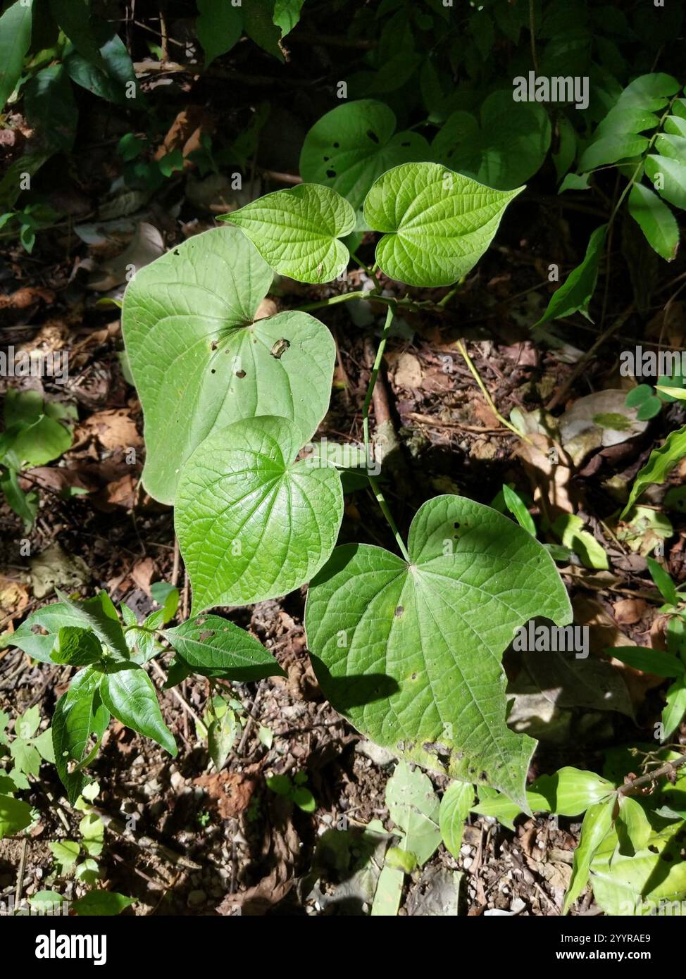 pepper plants (Piper Stock Photo - Alamy