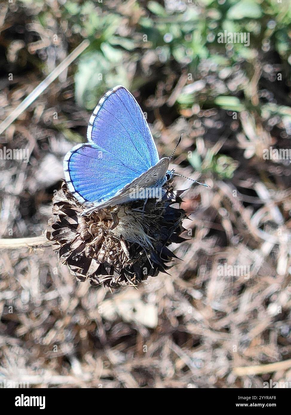 Adonis Blue (Polyommatus bellargus Stock Photo - Alamy