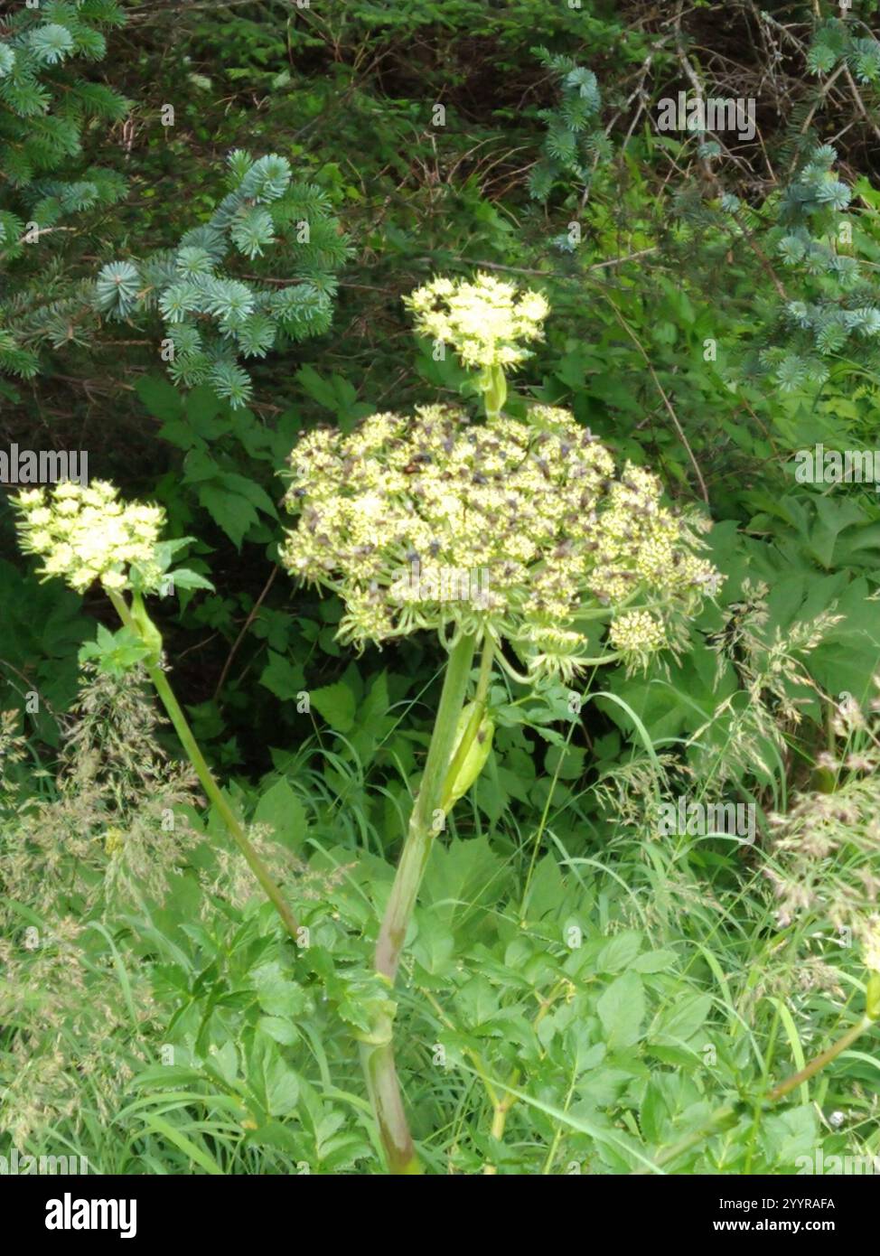 sea-watch (Angelica lucida Stock Photo - Alamy
