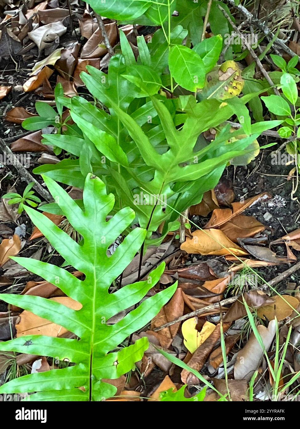 monarch fern (Microsorum scolopendria Stock Photo - Alamy
