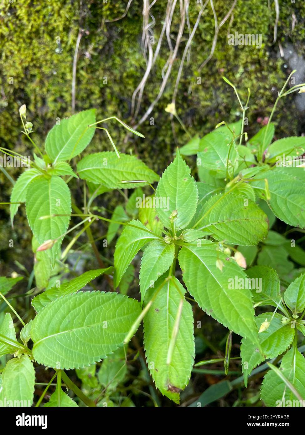 small balsam (Impatiens parviflora Stock Photo - Alamy
