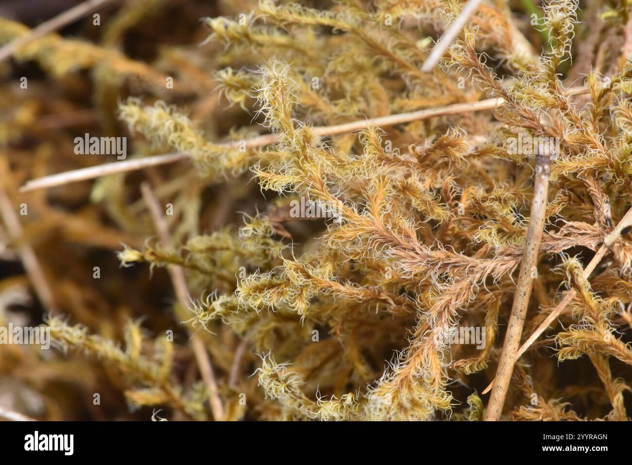 Woolly Fringe-moss (Racomitrium lanuginosum Stock Photo - Alamy