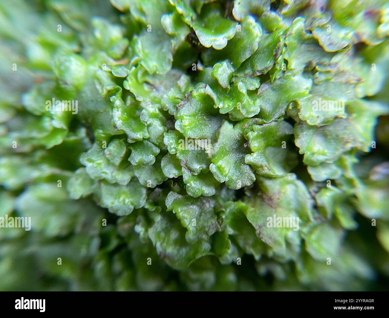 Pellia and allies (Pelliaceae Stock Photo - Alamy