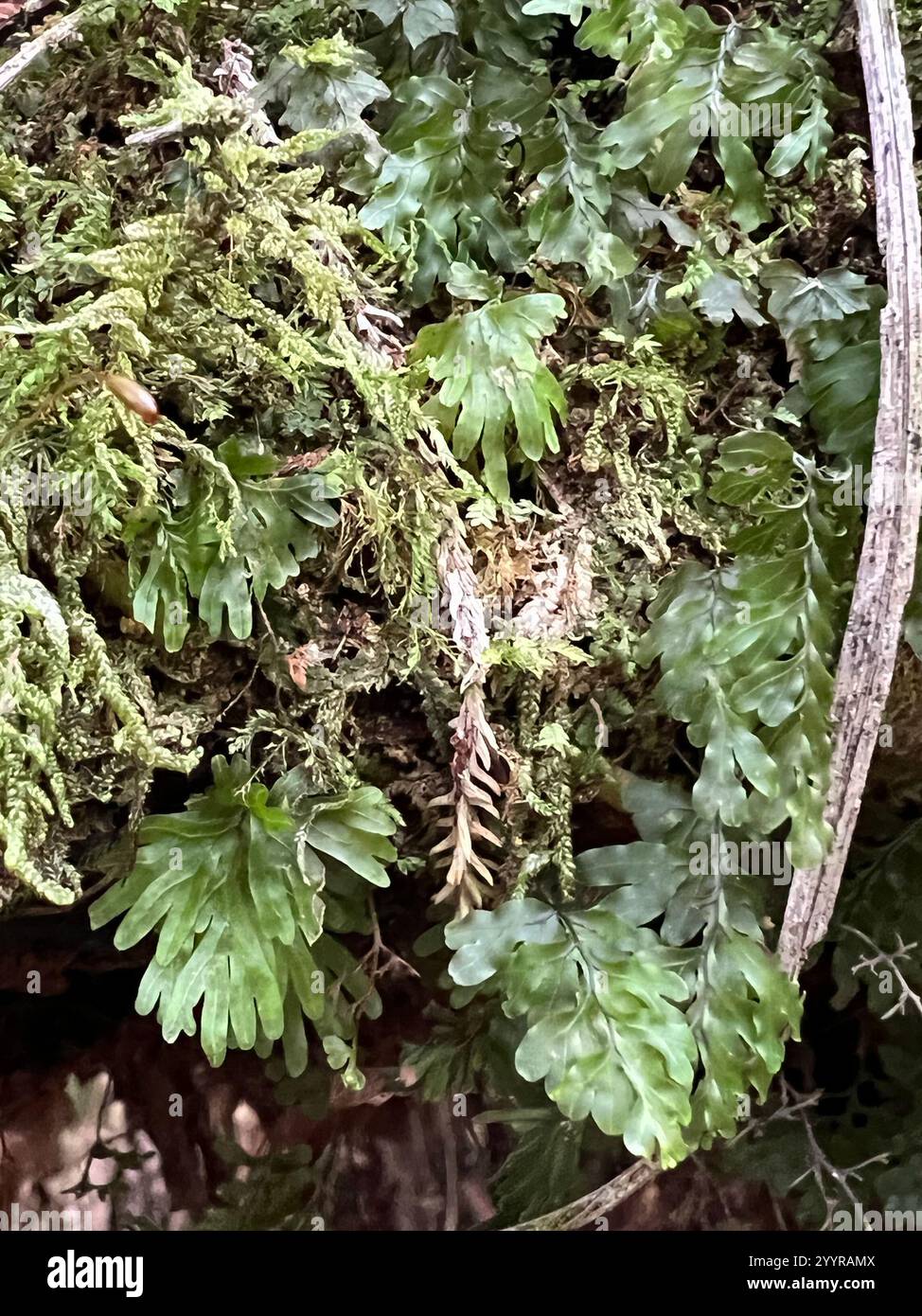 narrow filmy-fern (Hymenophyllum rarum Stock Photo - Alamy