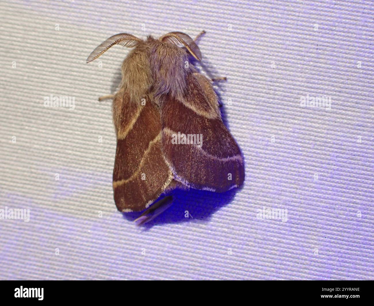 Western Tent Caterpillar Moth (Malacosoma californica Stock Photo - Alamy