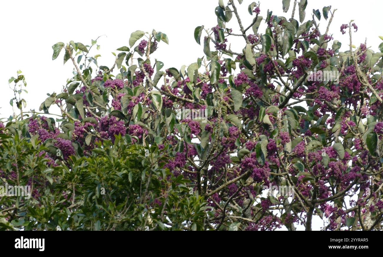 Dendrocnide excelsa hi-res stock photography and images - Alamy