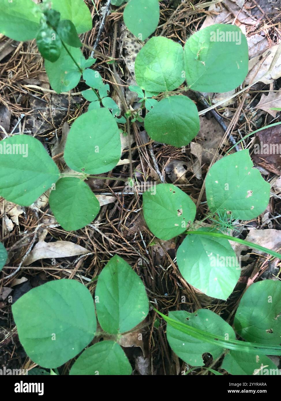 Round-leaved Trailing Tick-trefoil (Desmodium rotundifolium Stock Photo ...