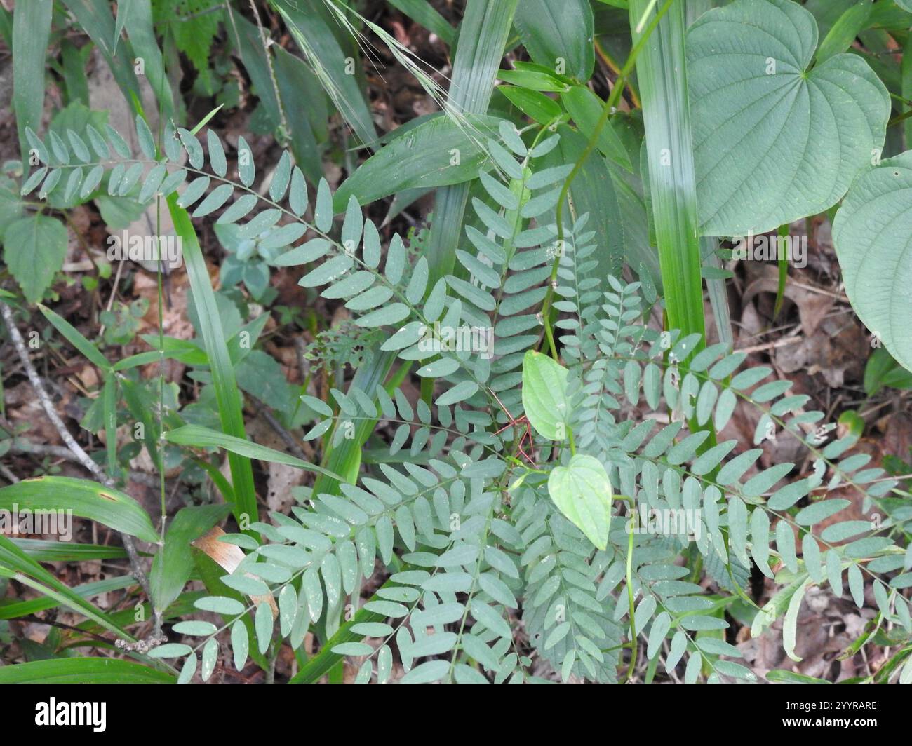 peacock flower subfamily (Caesalpinioideae Stock Photo - Alamy