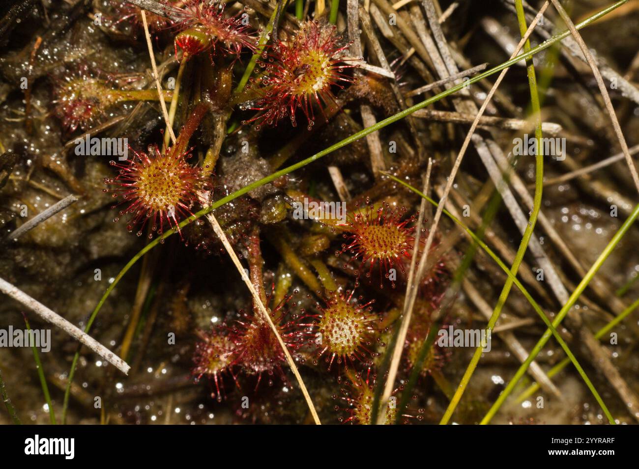 Pink Sundew (Drosera capillaris Stock Photo - Alamy