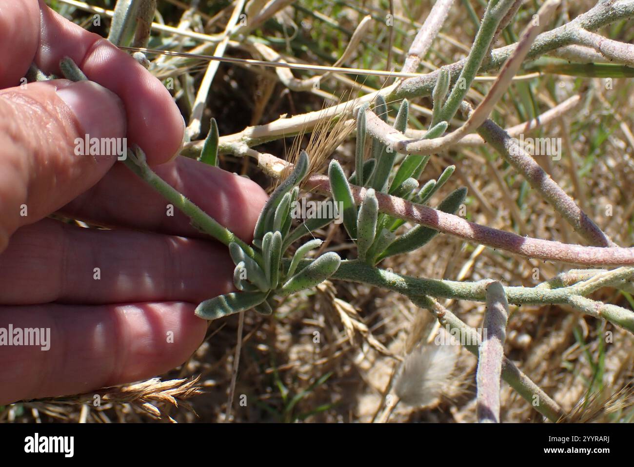 Sea stock matthiola sinuata hi-res stock photography and images - Alamy