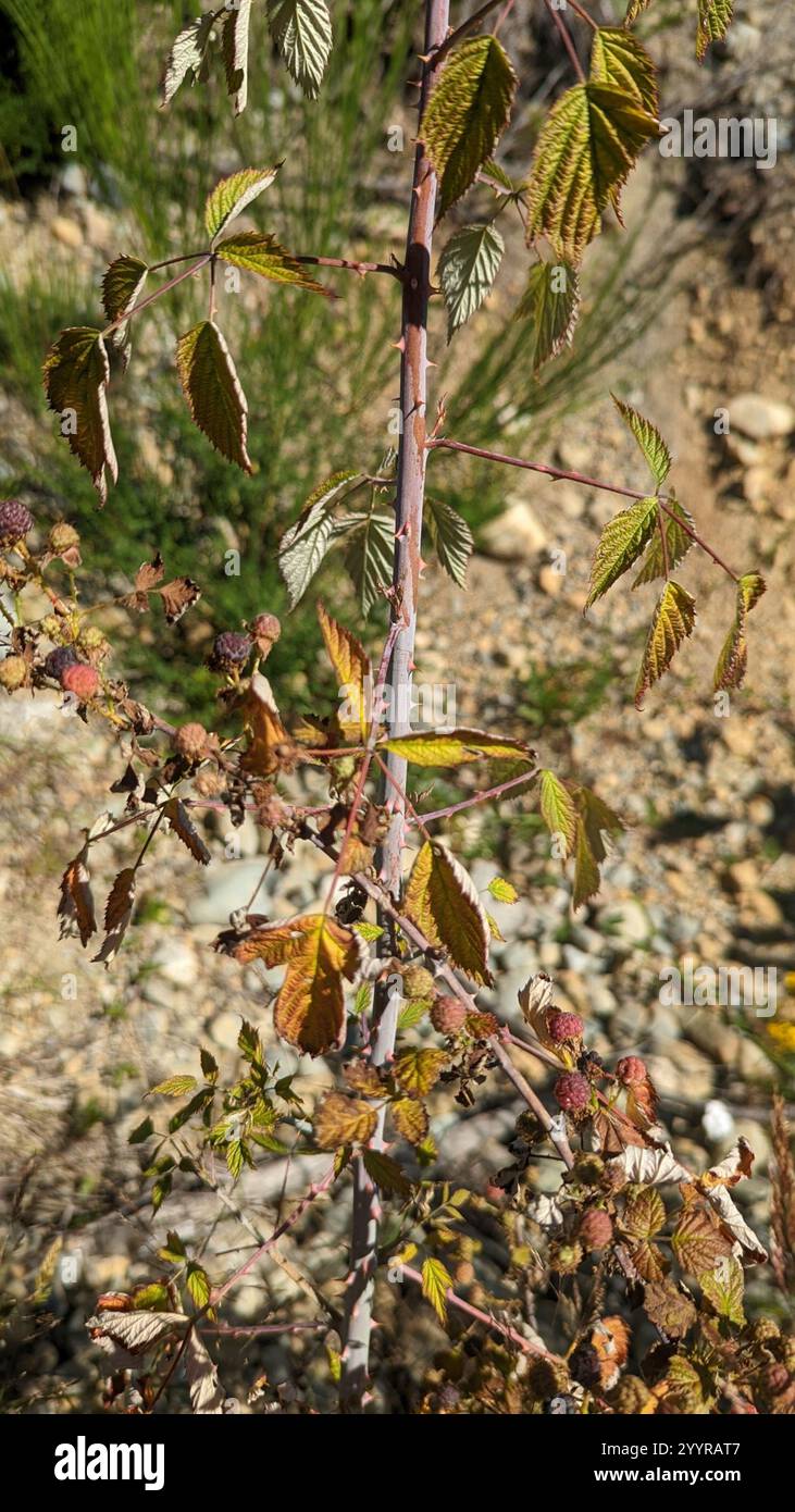 whitebark raspberry (Rubus leucodermis Stock Photo - Alamy