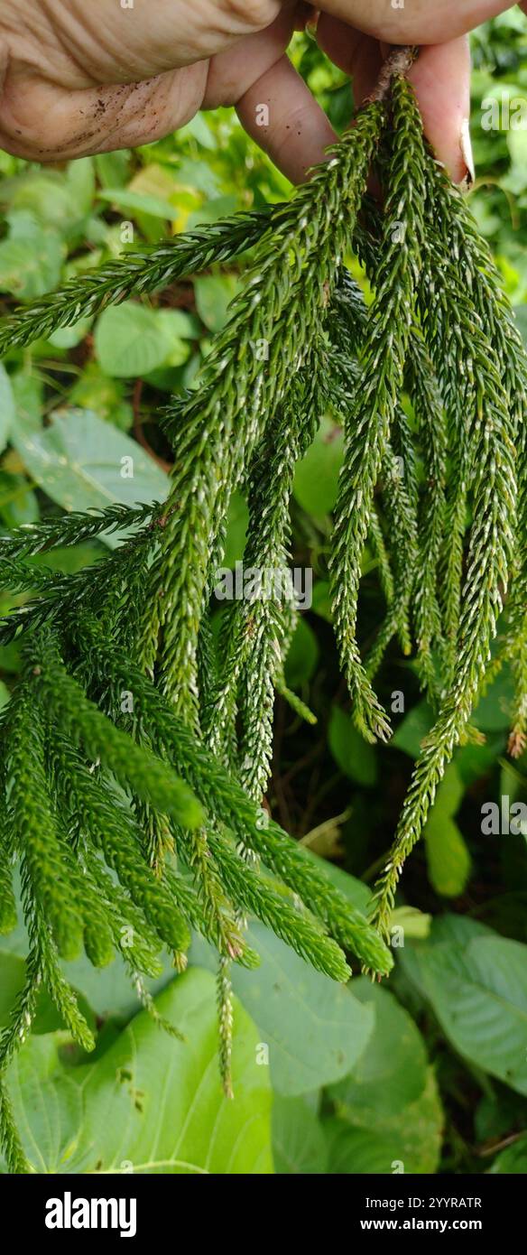 Cook pine (Araucaria columnaris Stock Photo - Alamy