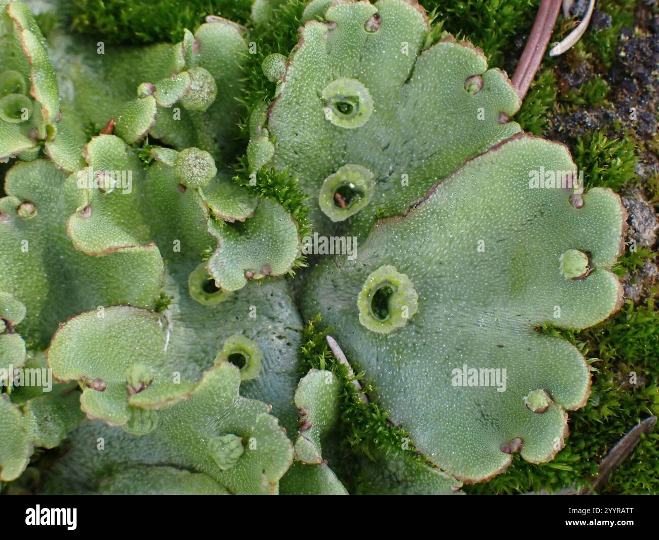 Common Liverwort (Marchantia polymorpha Stock Photo - Alamy