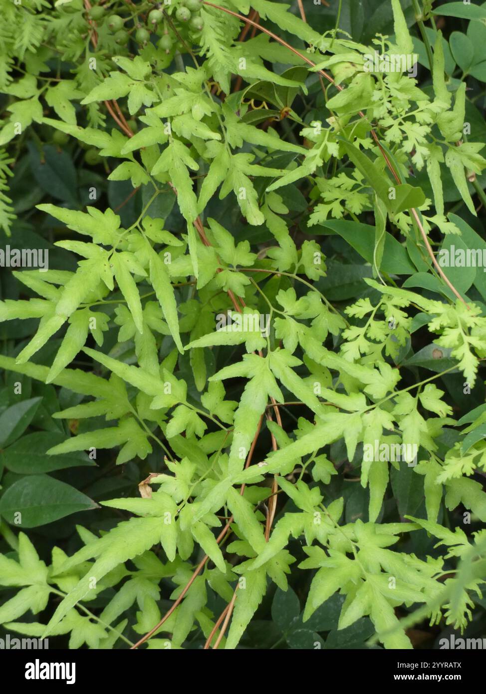 Japanese climbing fern (Lygodium japonicum Stock Photo - Alamy