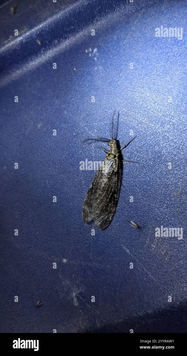 Spring fishfly hi-res stock photography and images - Alamy