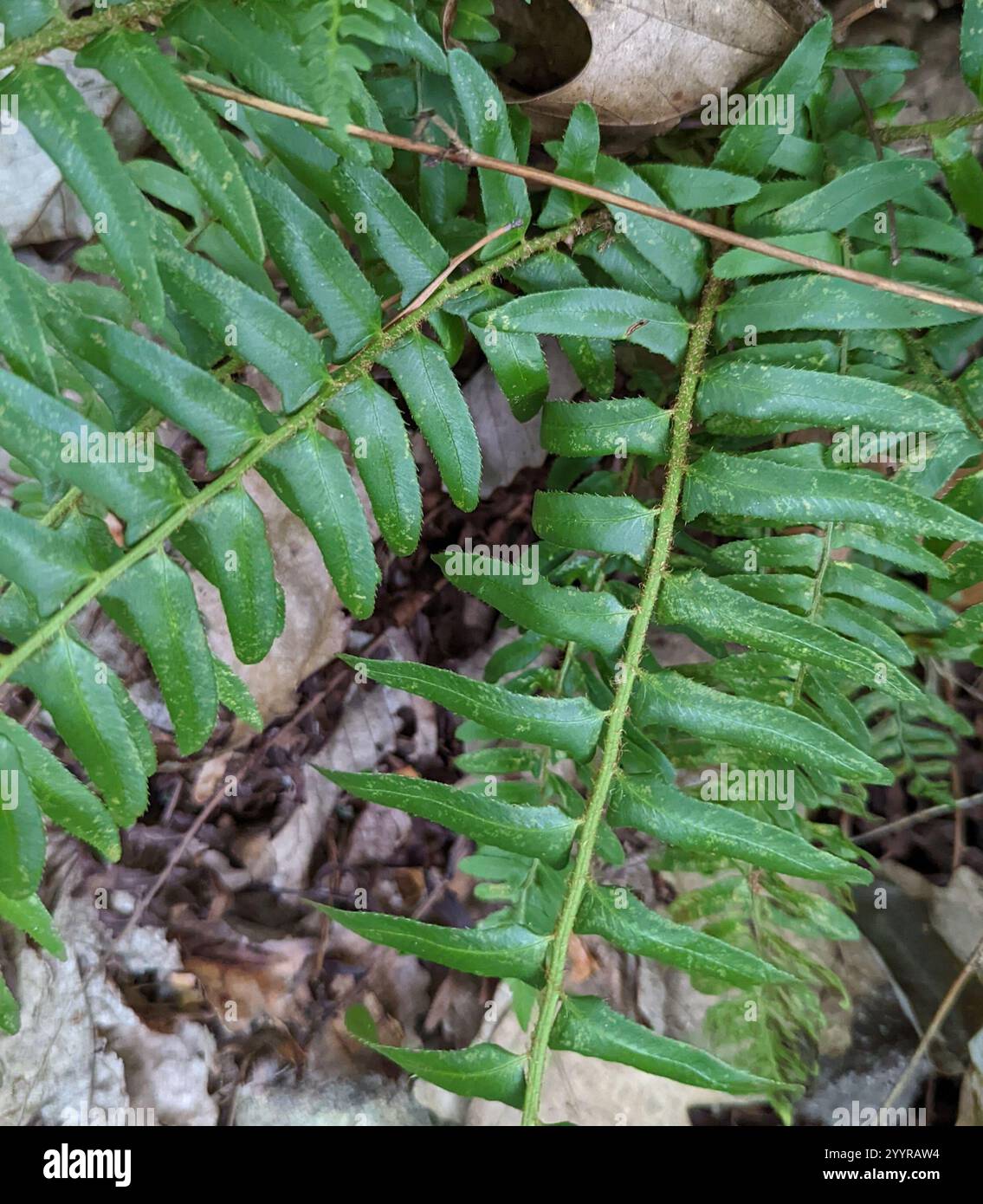 Christmas fern (Polystichum acrostichoides Stock Photo - Alamy