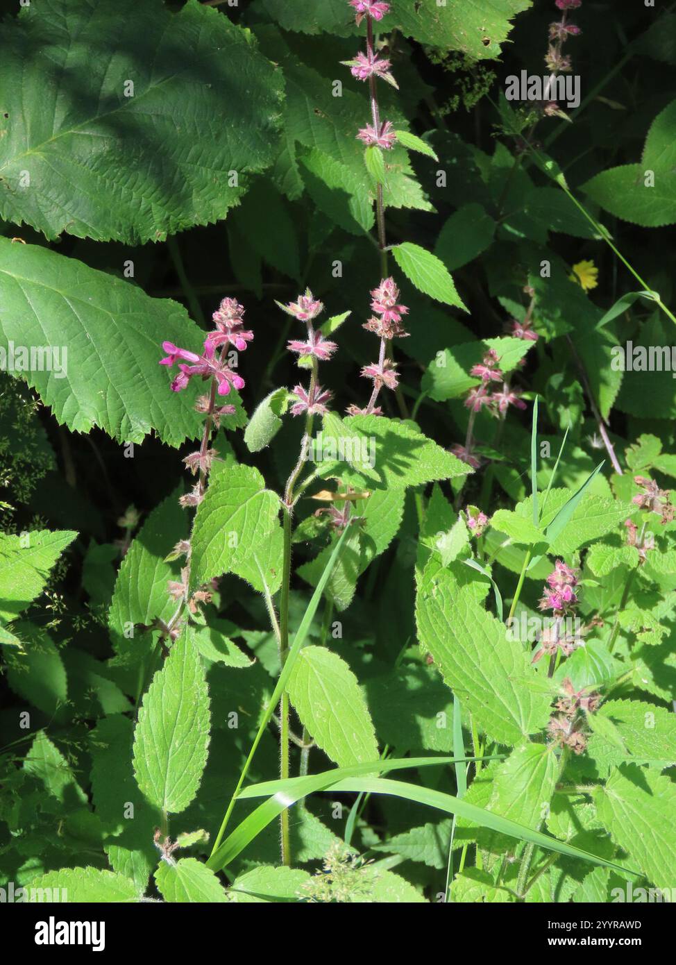 Coastal Hedge-nettle (Stachys chamissonis Stock Photo - Alamy