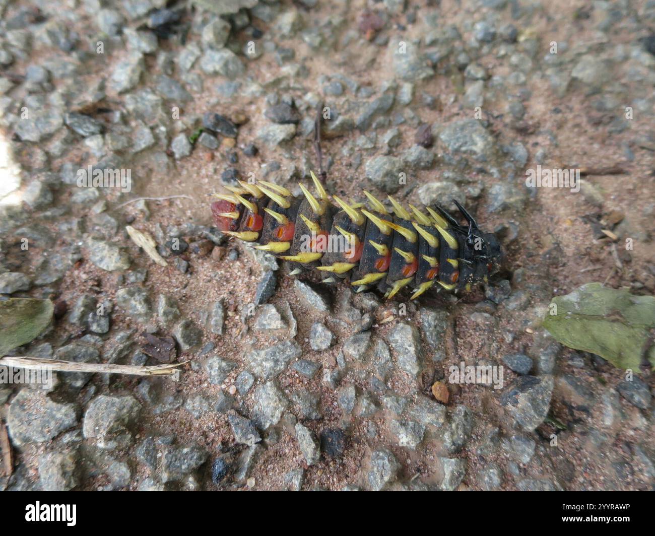 Cabbage Tree Emperor (Bunaea alcinoe Stock Photo - Alamy