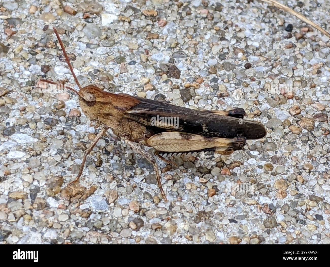 Green-striped Grasshopper (Chortophaga viridifasciata Stock Photo - Alamy