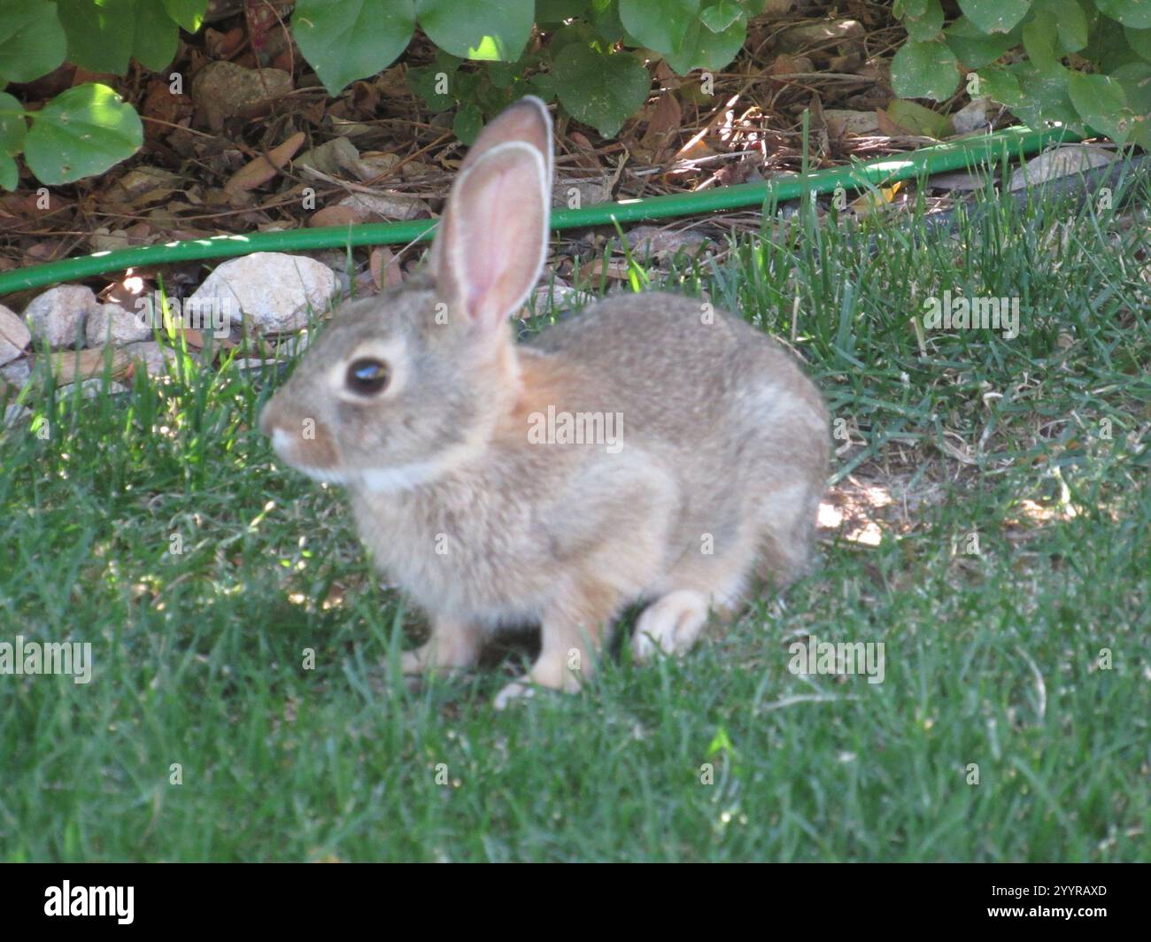 Cottontail Rabbits (Sylvilagus Stock Photo - Alamy