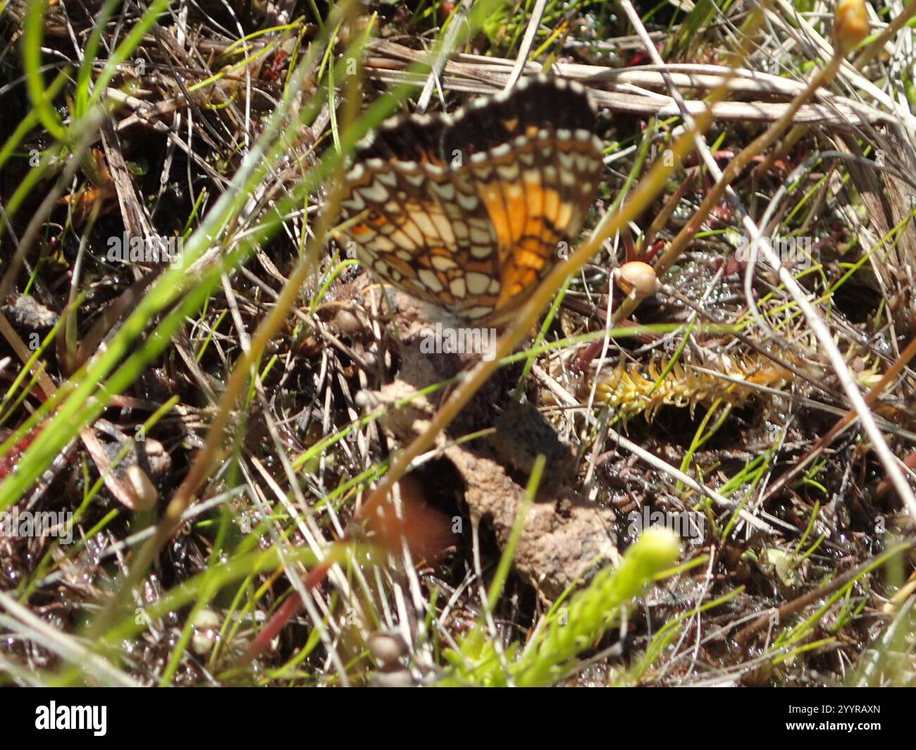 Chlosyne harrisii hi-res stock photography and images - Alamy