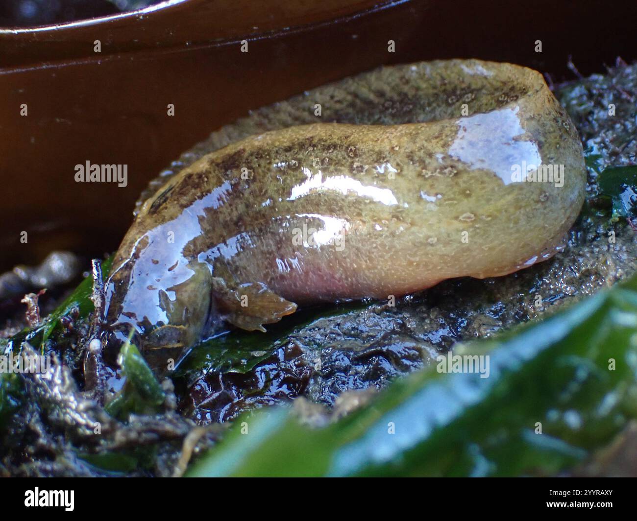 High Cockscomb (Anoplarchus purpurescens Stock Photo - Alamy
