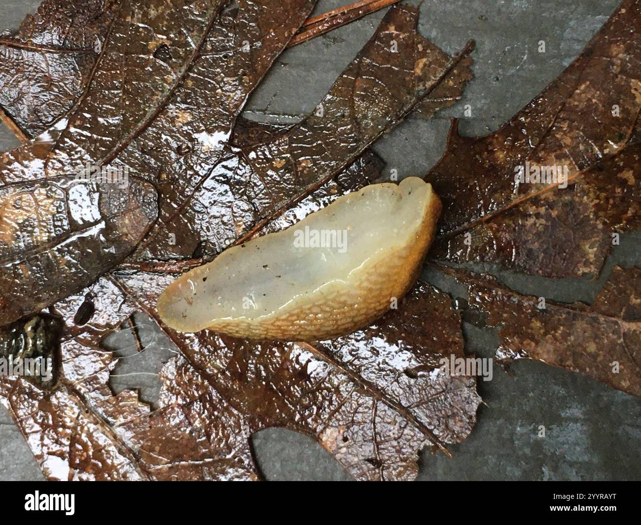 Arion Slugs (Arion Stock Photo - Alamy
