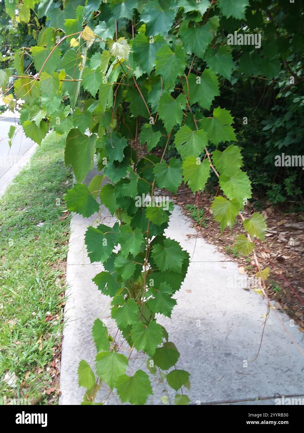 graybark grape (Vitis cinerea Stock Photo - Alamy