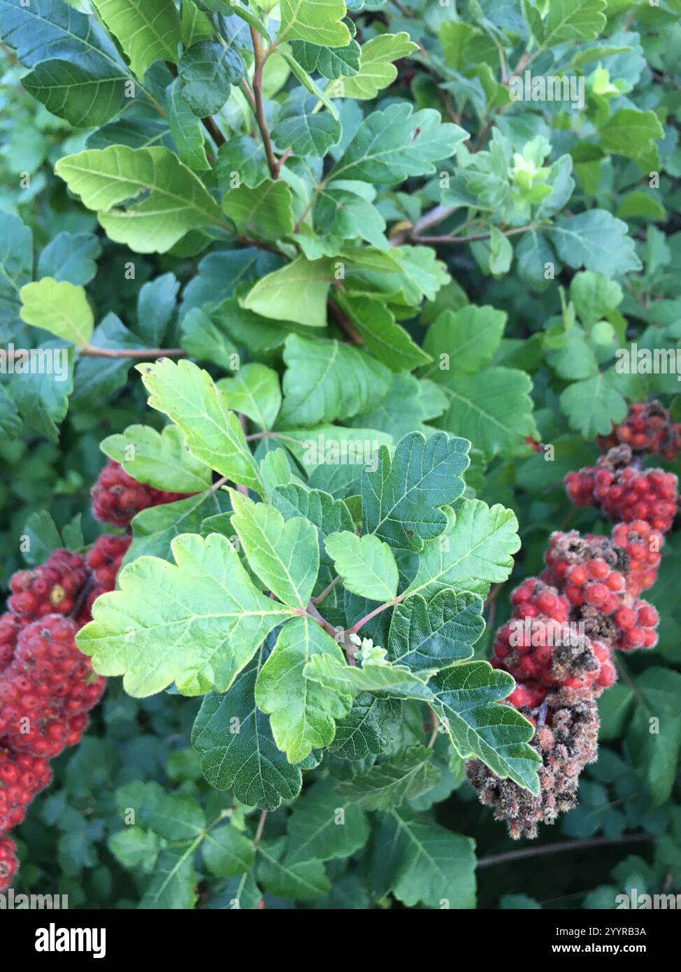 fragrant sumac (Rhus aromatica Stock Photo - Alamy