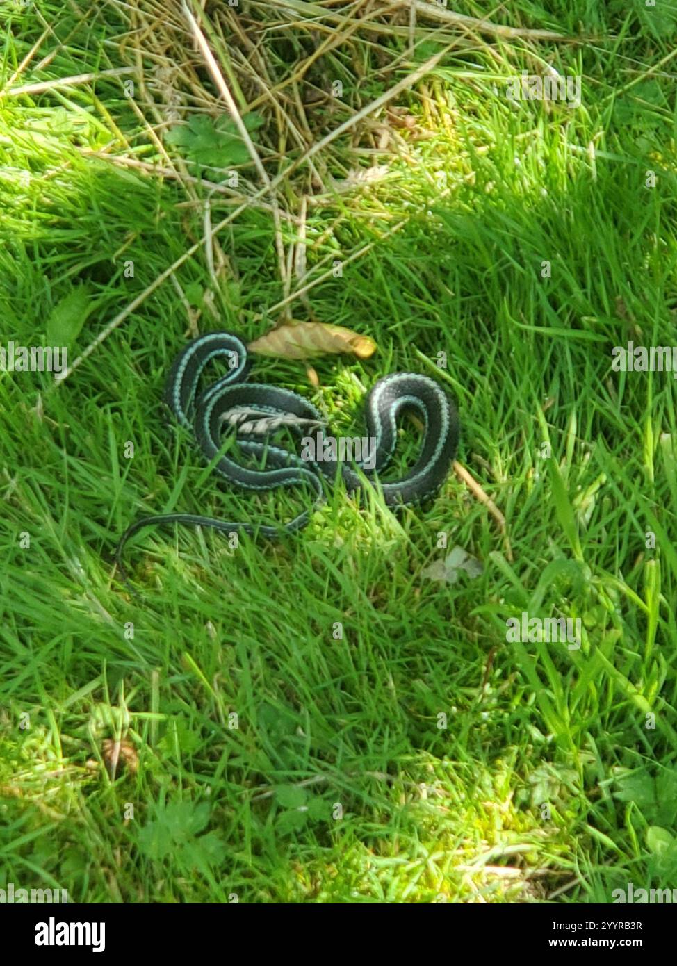 Puget Sound Garter Snake (Thamnophis sirtalis pickeringii Stock Photo ...