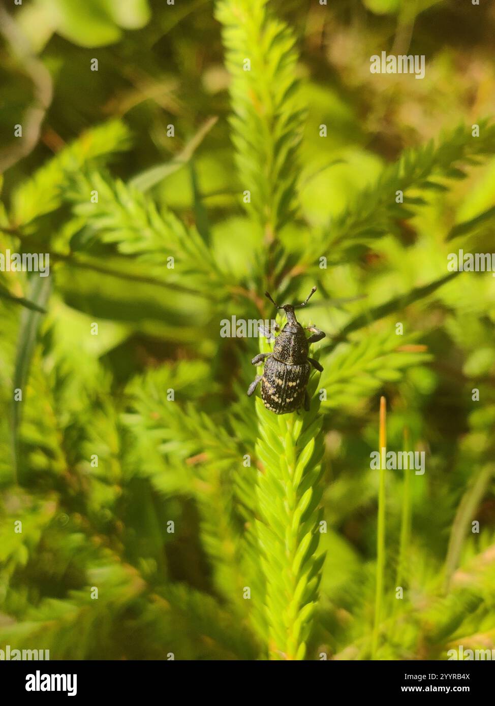 Large Pine Weevil (Hylobius abietis Stock Photo - Alamy