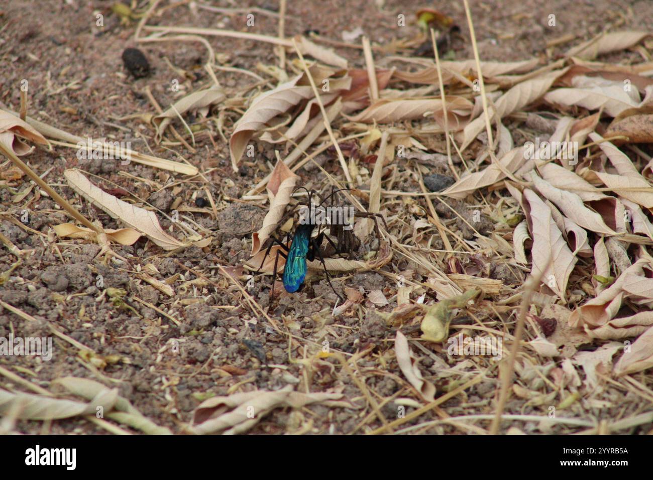 Old and New World Tarantula-hawk Wasps (Hemipepsis Stock Photo - Alamy