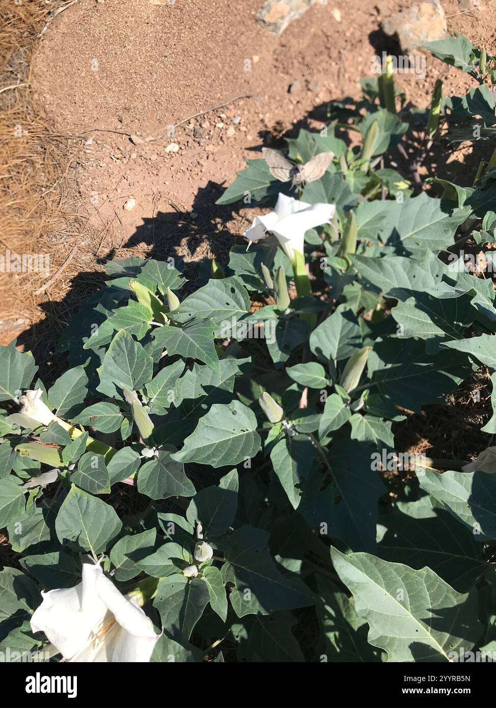 Five-spotted Hawk Moth (Manduca quinquemaculatus Stock Photo - Alamy