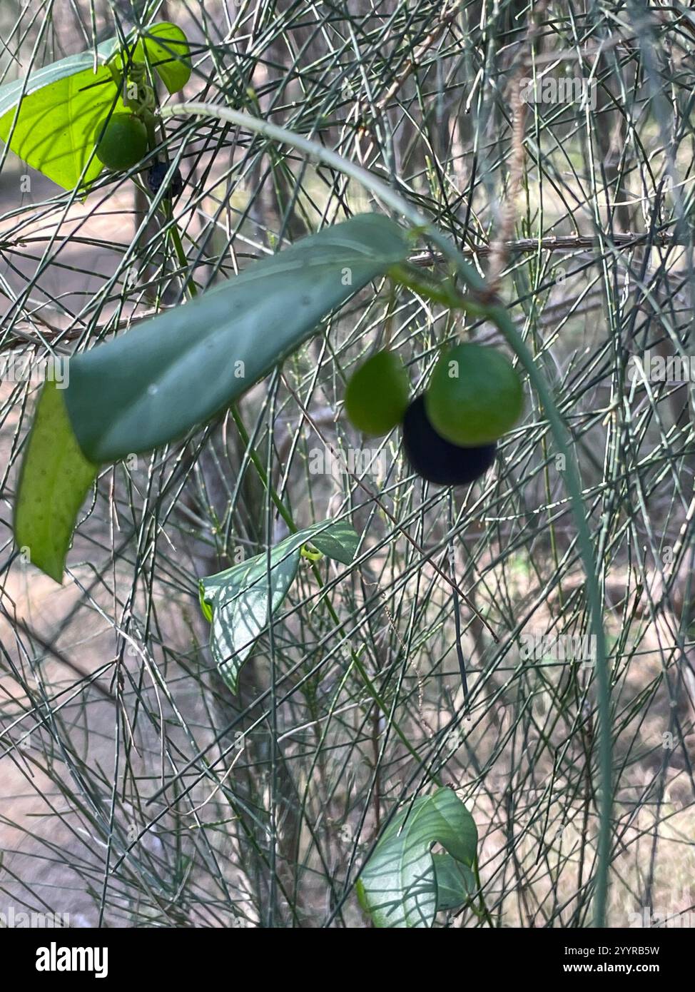 Cieca hi-res stock photography and images - Alamy