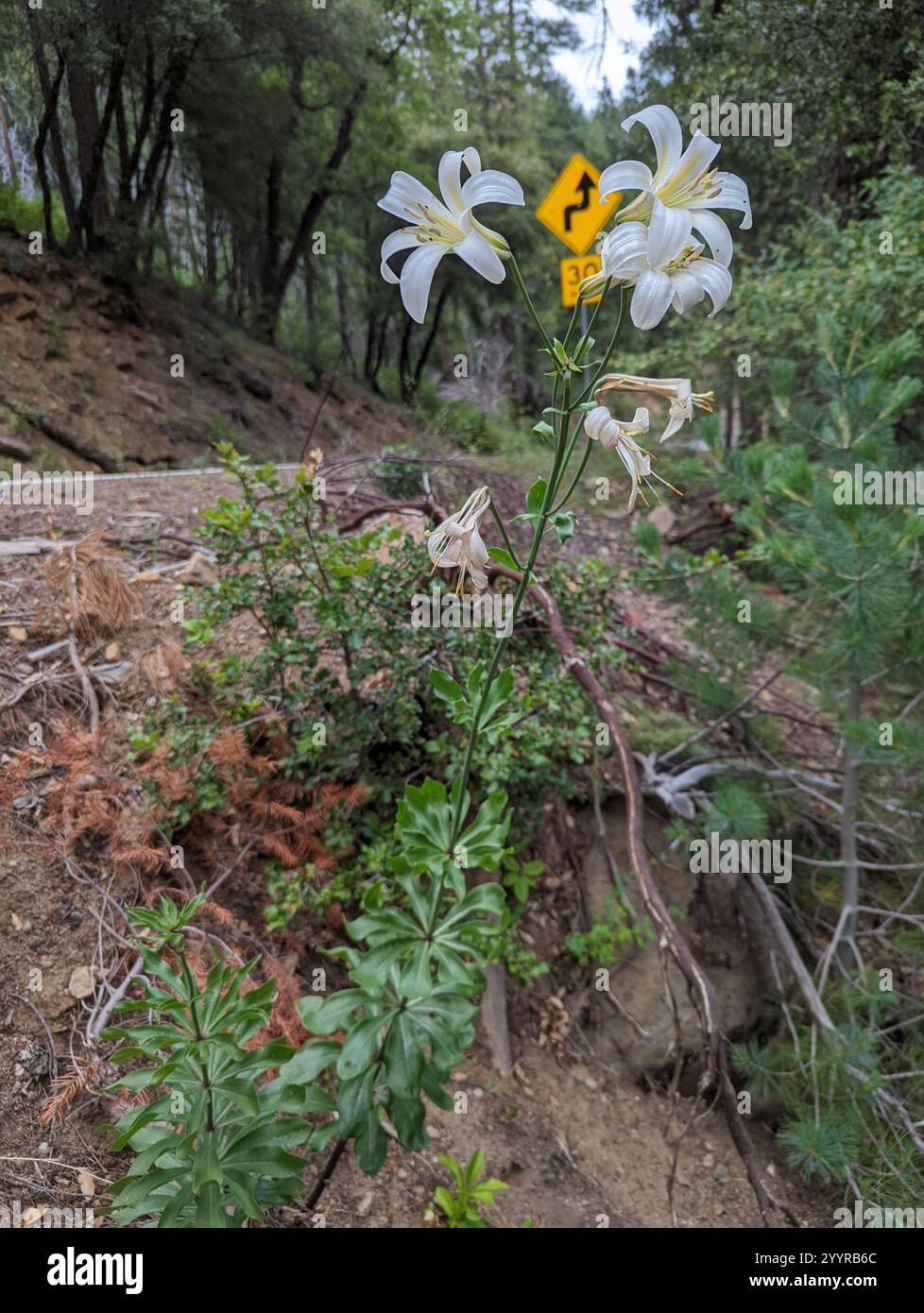 Washington lily (Lilium washingtonianum Stock Photo - Alamy