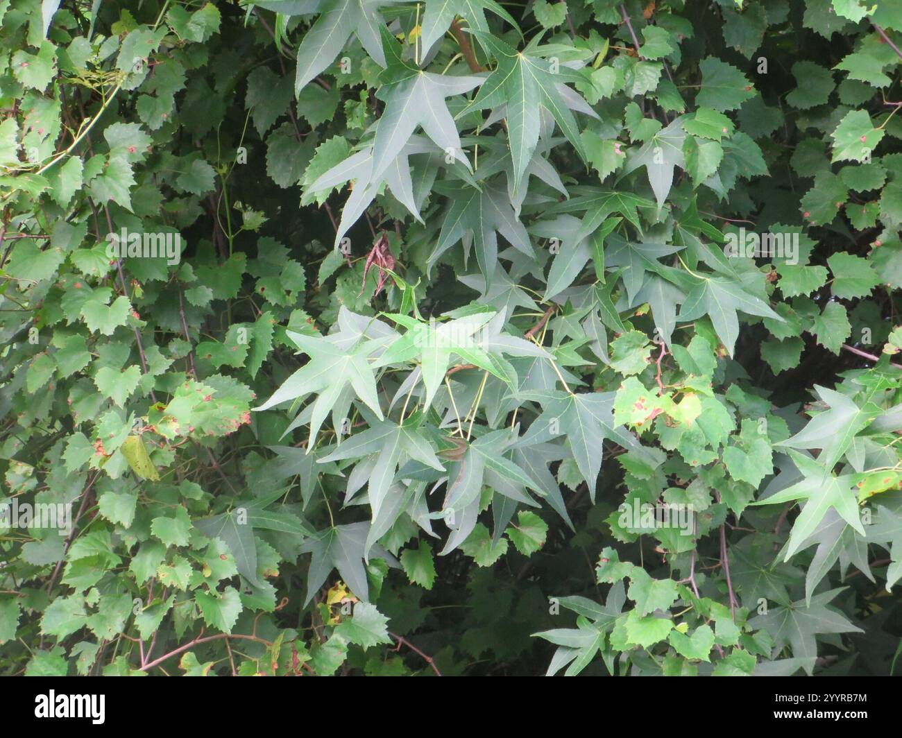 American sweetgum (Liquidambar styraciflua Stock Photo - Alamy