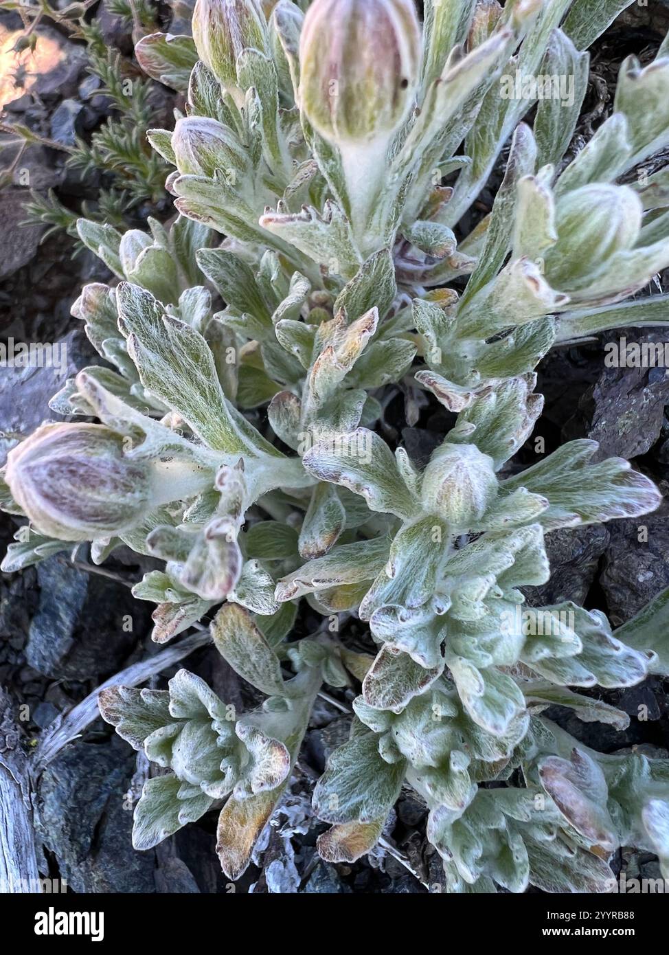common woolly sunflower (Eriophyllum lanatum Stock Photo - Alamy