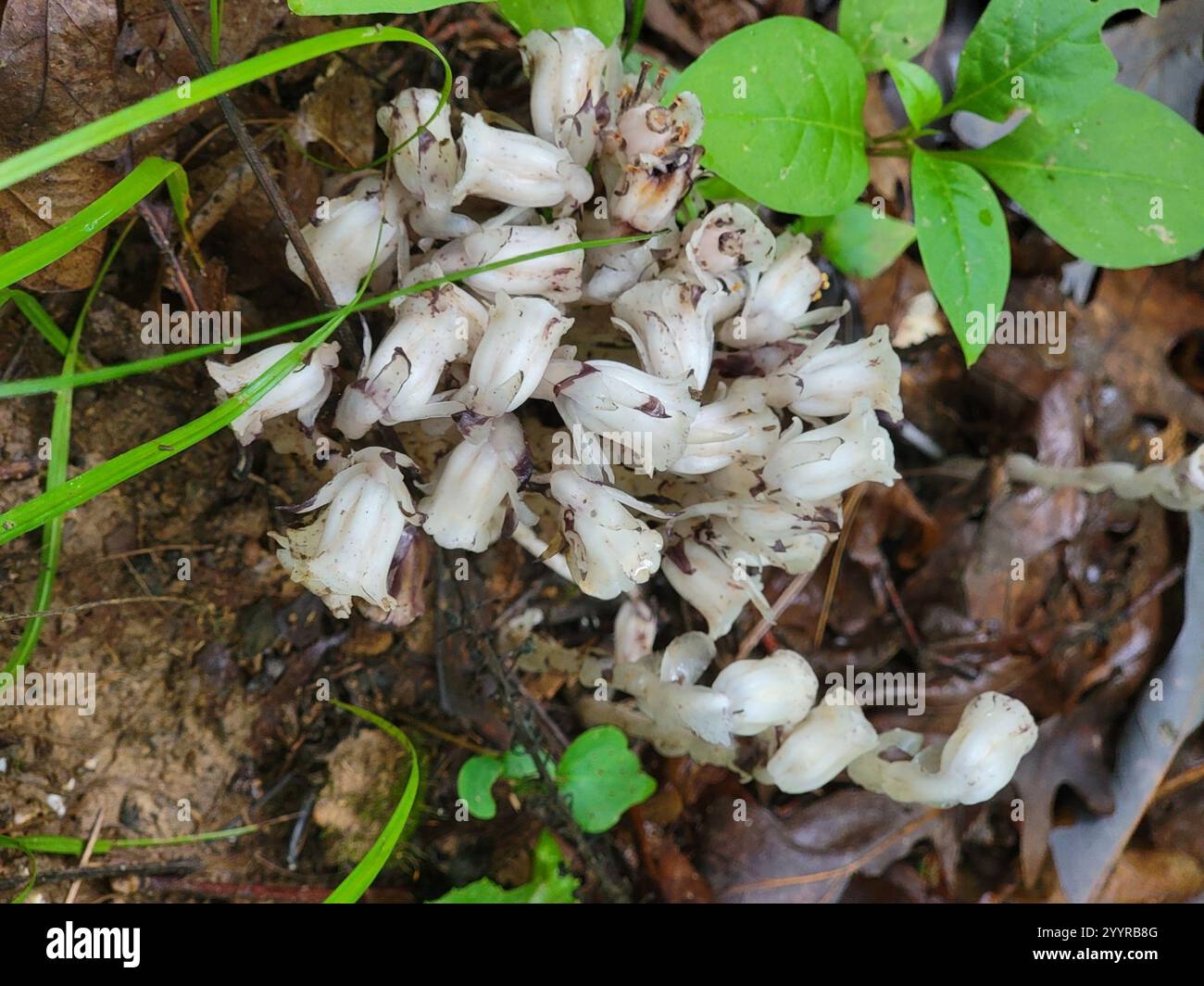 Ghost Pipe (Monotropa uniflora Stock Photo - Alamy