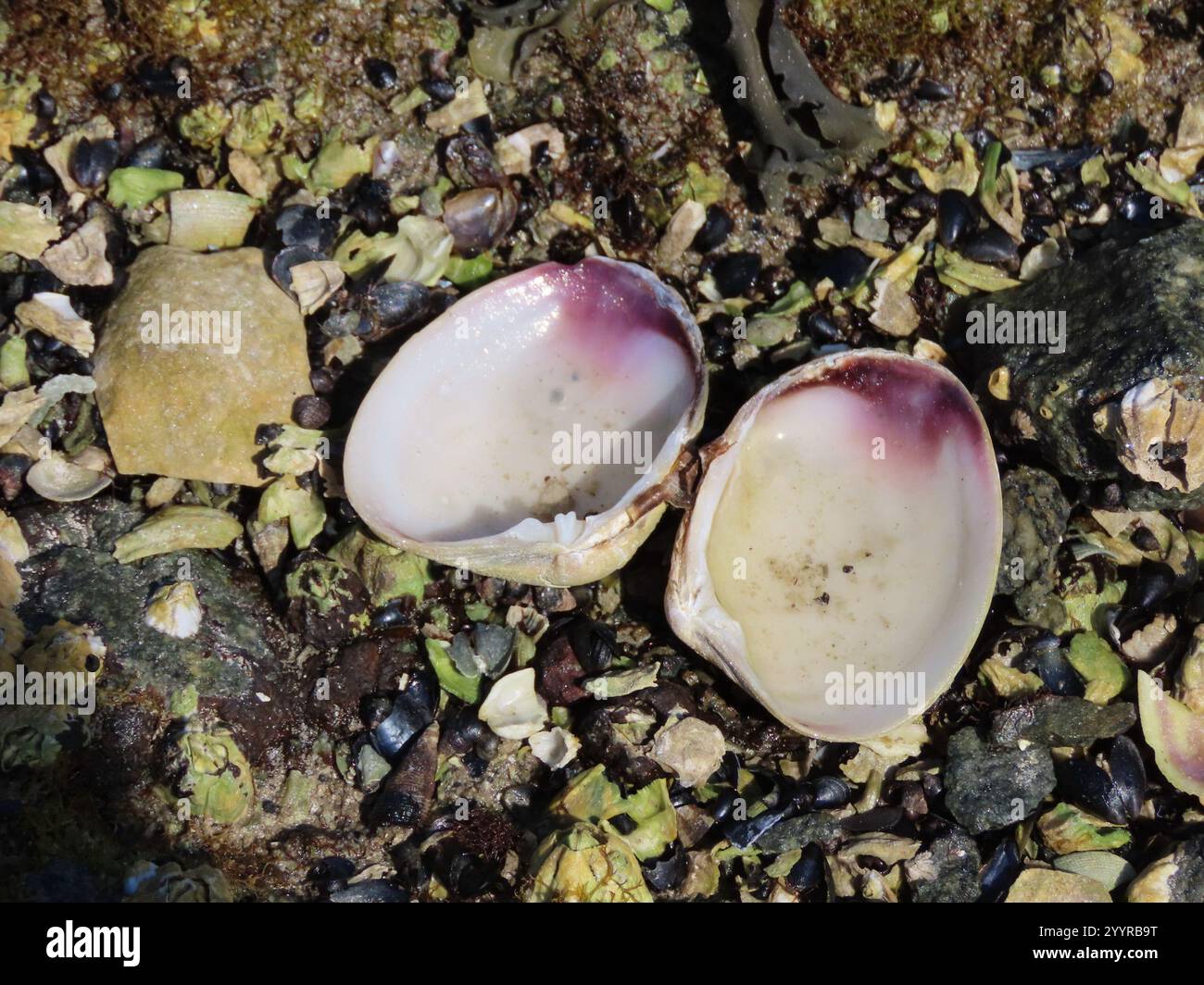 Japanese Littleneck (Ruditapes philippinarum Stock Photo - Alamy