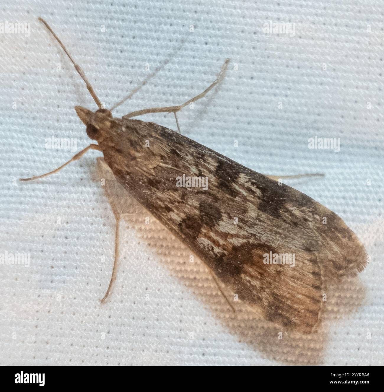 Lucerne Moth (Nomophila nearctica Stock Photo - Alamy
