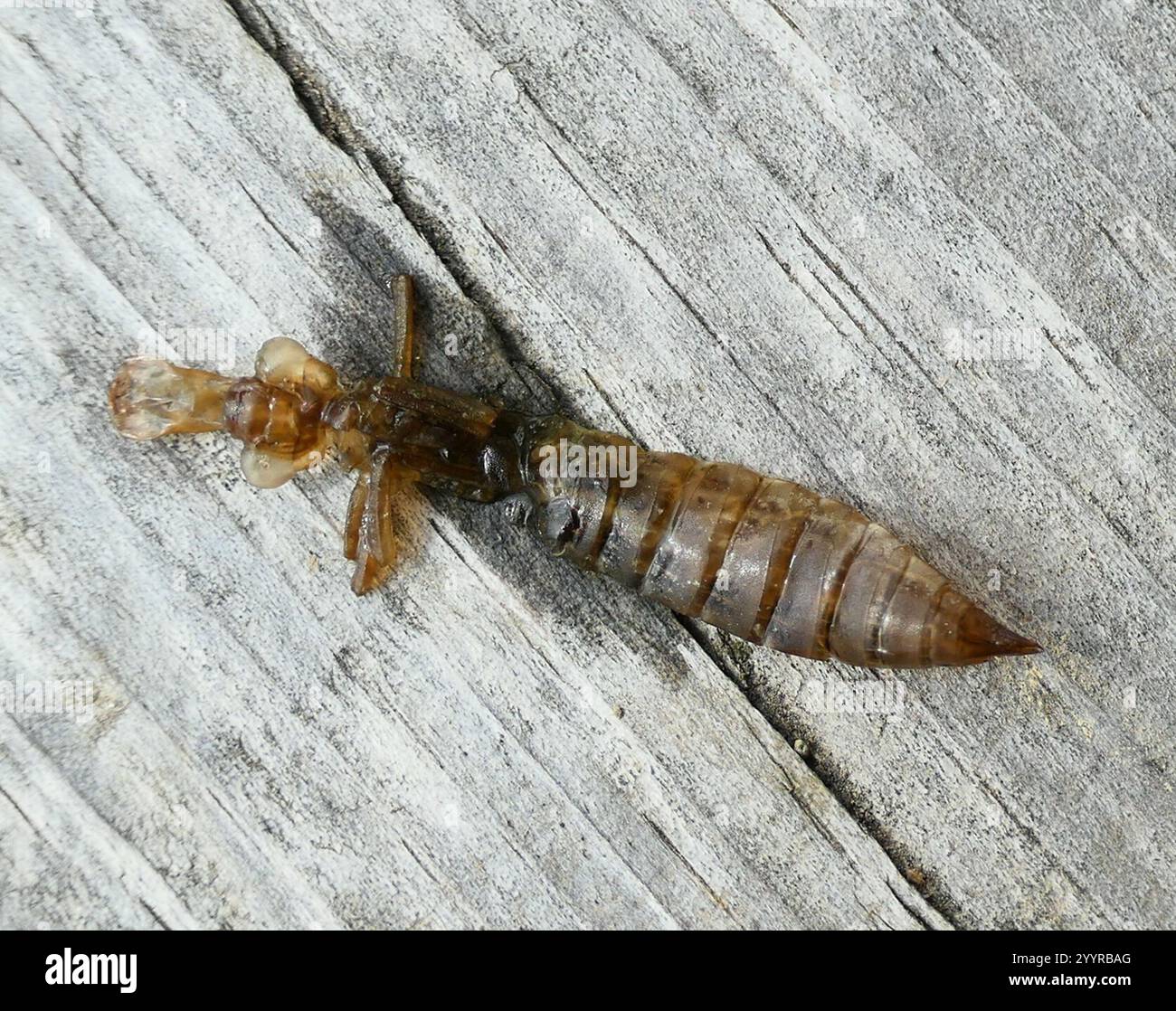Hawkers and Typical Darners (Aeshna Stock Photo - Alamy