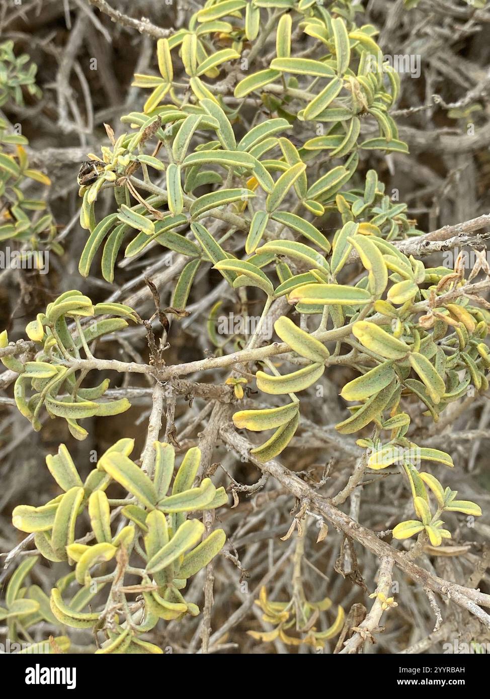 Bladderpod (Cleomella arborea Stock Photo - Alamy