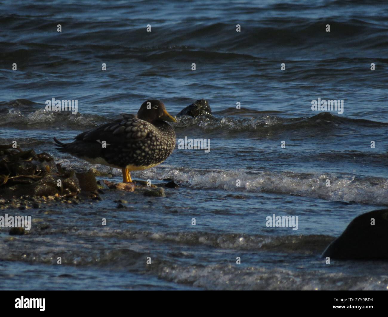 Flying Steamer Duck (Tachyeres patachonicus Stock Photo - Alamy