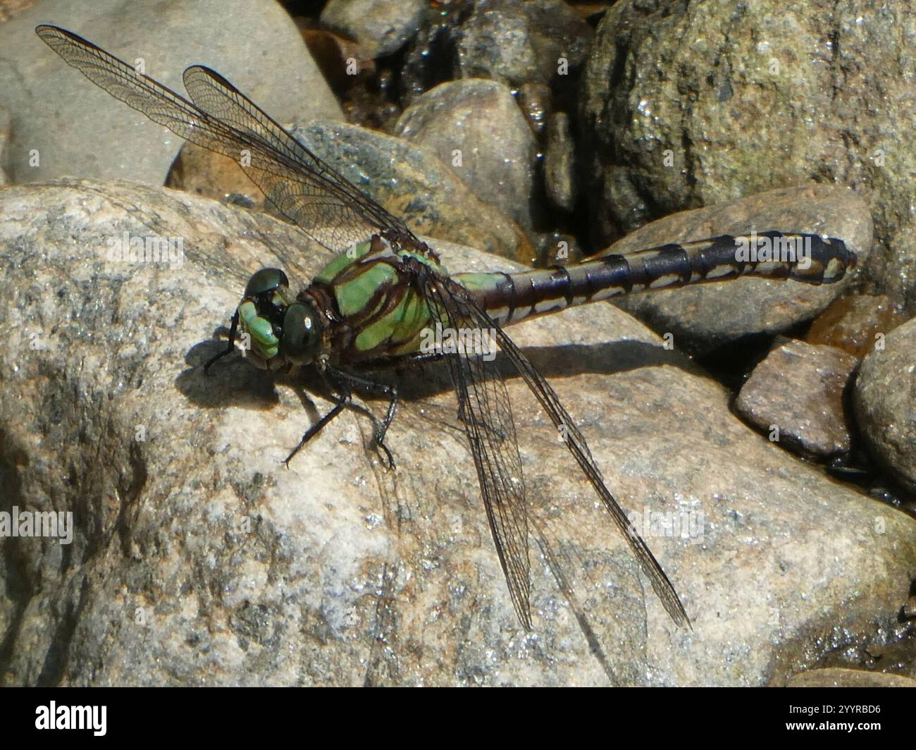Brook Snaketail (Ophiogomphus aspersus Stock Photo - Alamy